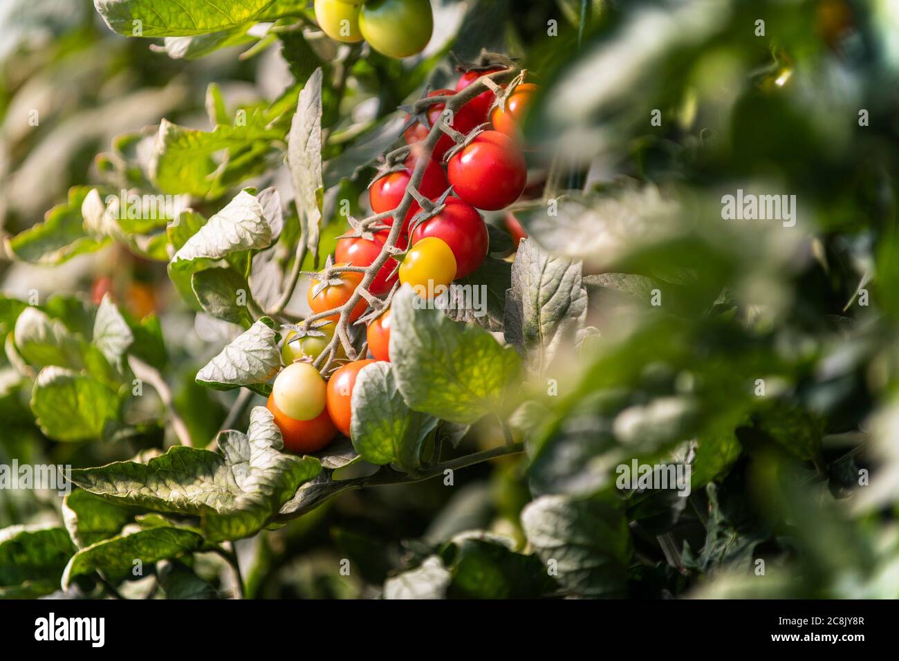 Tomato production line hi-res stock photography and images - Alamy