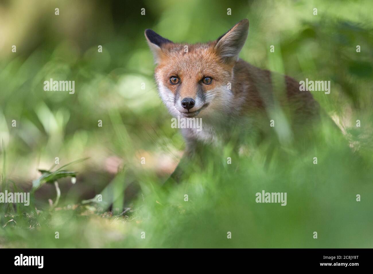 Manchester wildlife conservation hi-res stock photography and images ...