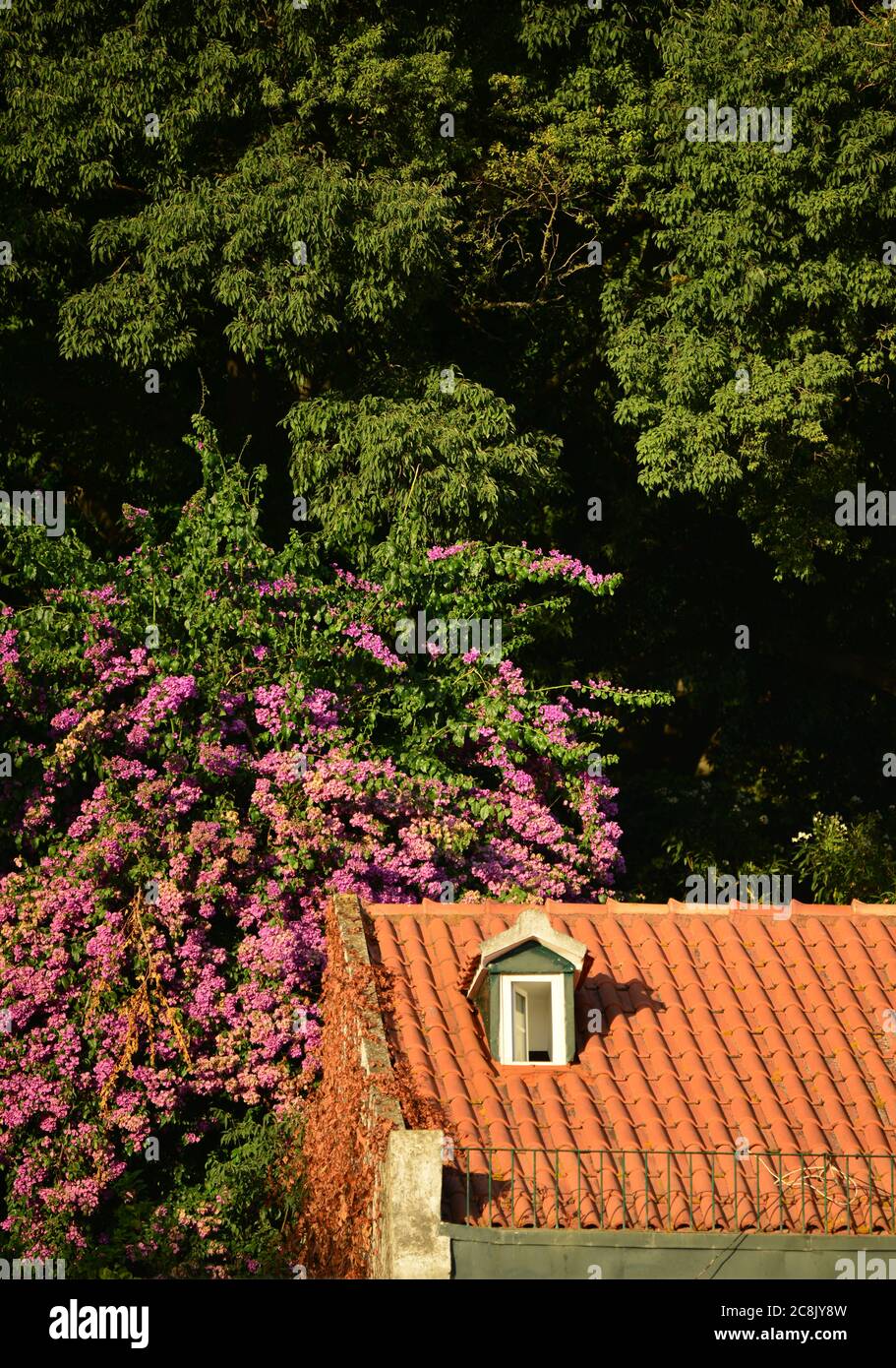 Small rooftop window on a house surrounded by nature Stock Photo - Alamy
