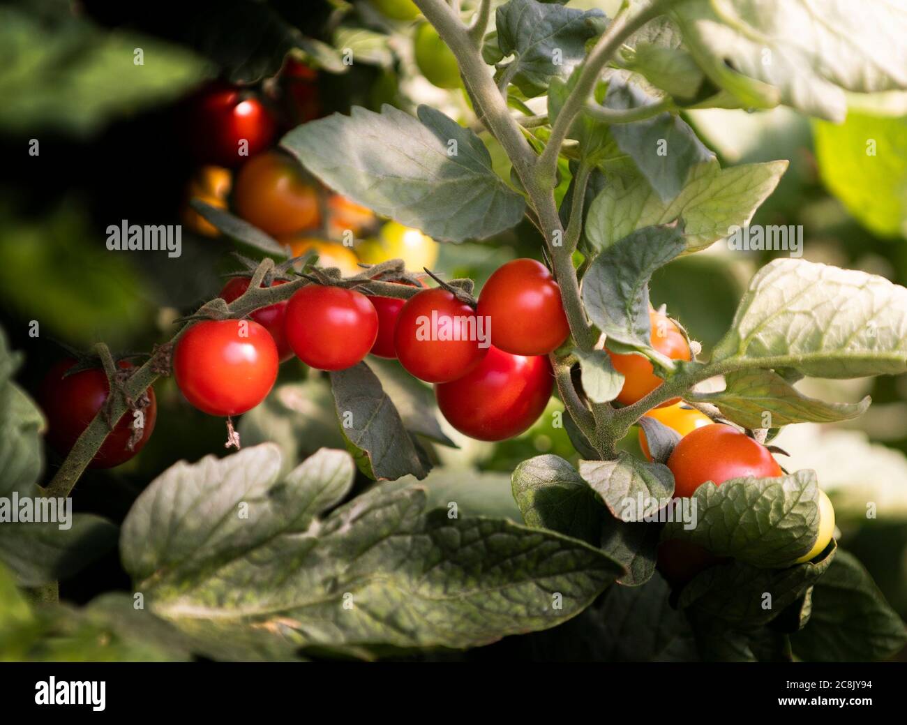 Tomato Production High Resolution Stock Photography and Images - Alamy