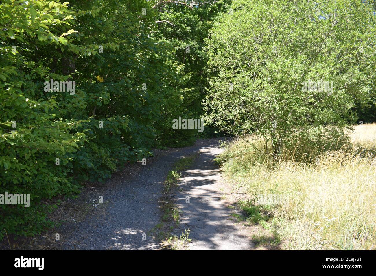 The lonely fores hi-res stock photography and images - Alamy