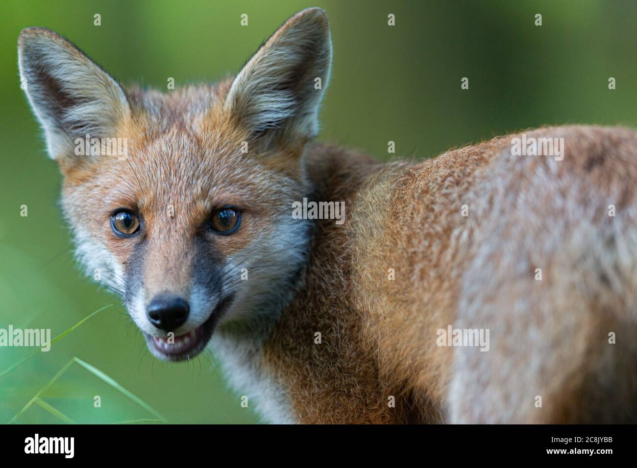 Manchester wildlife conservation hi-res stock photography and images ...