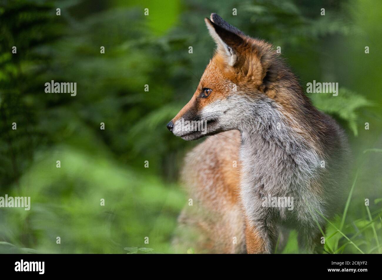 Manchester wildlife conservation hi-res stock photography and images ...