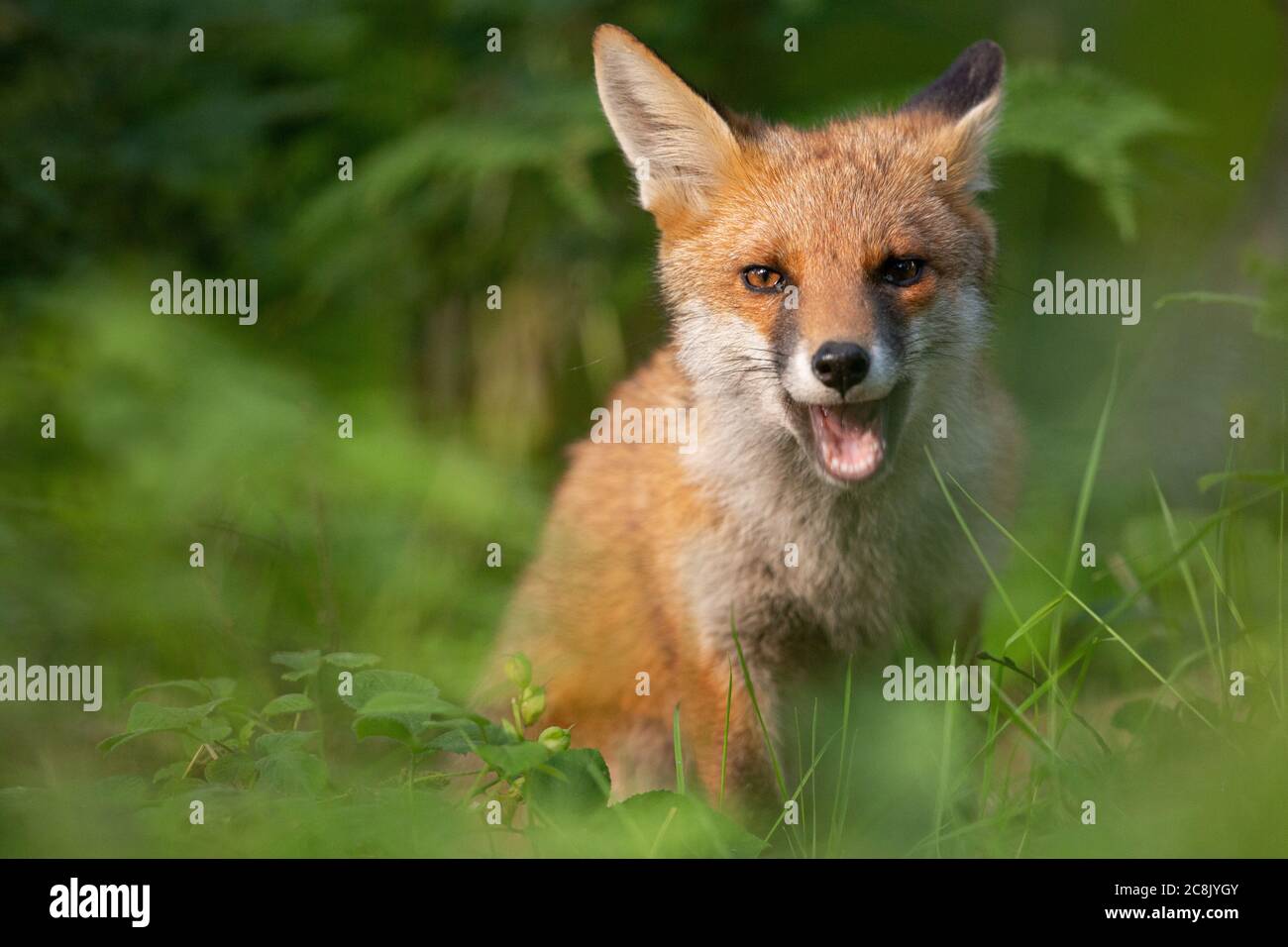 Manchester wildlife conservation hi-res stock photography and images ...