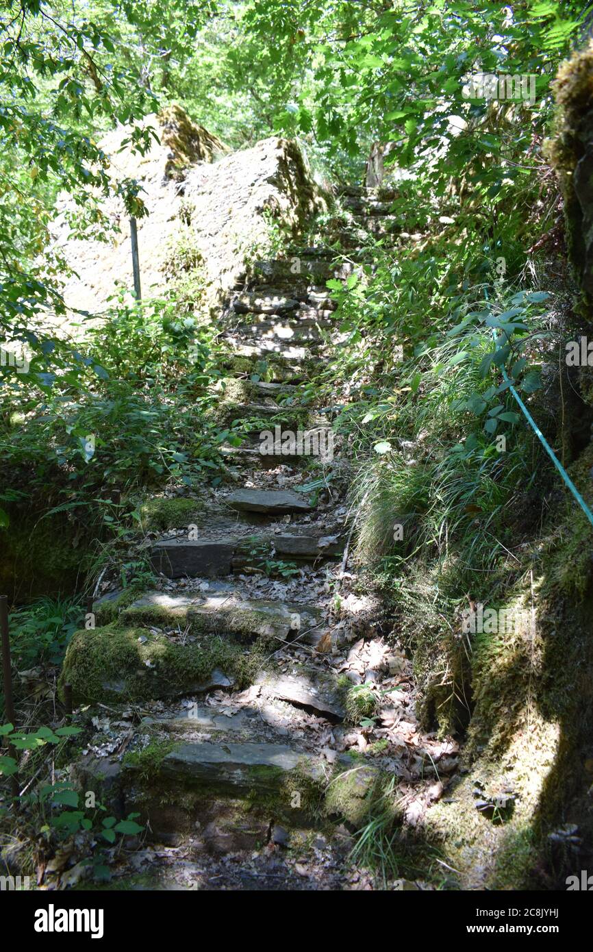small forest path Stock Photo - Alamy