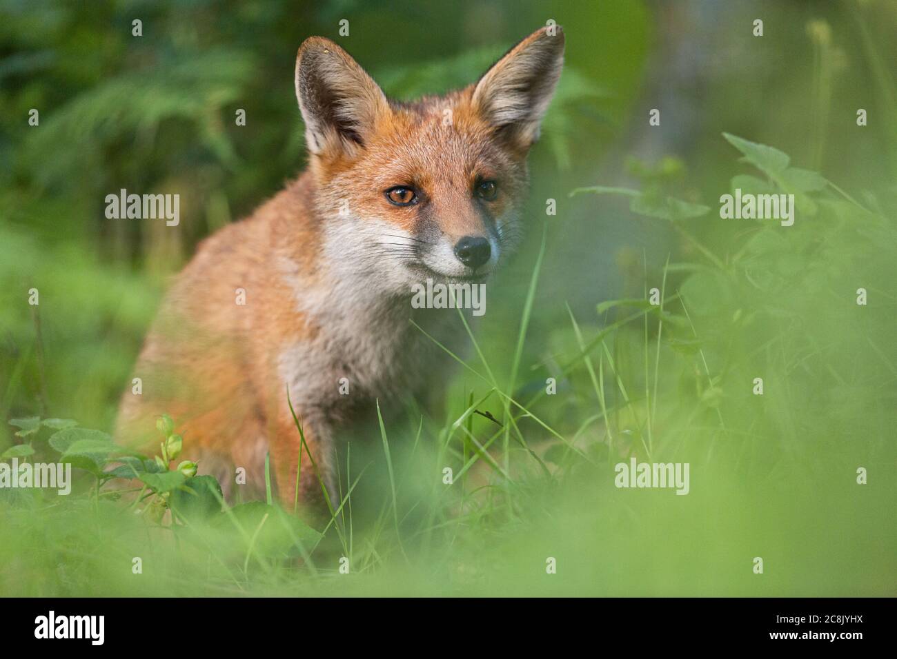 Manchester wildlife conservation hi-res stock photography and images ...