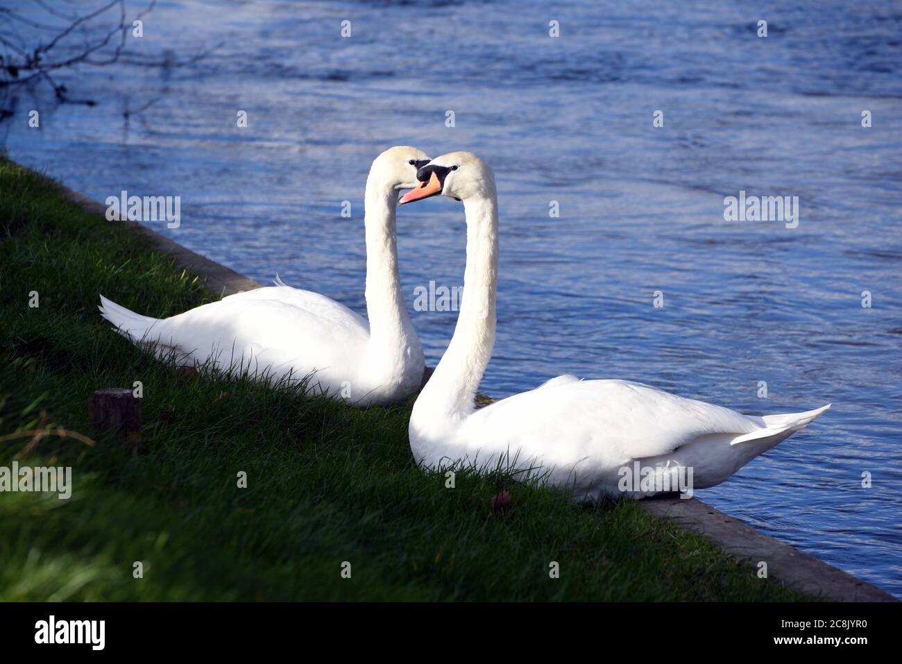 Two swans form hi-res stock photography and images - Alamy