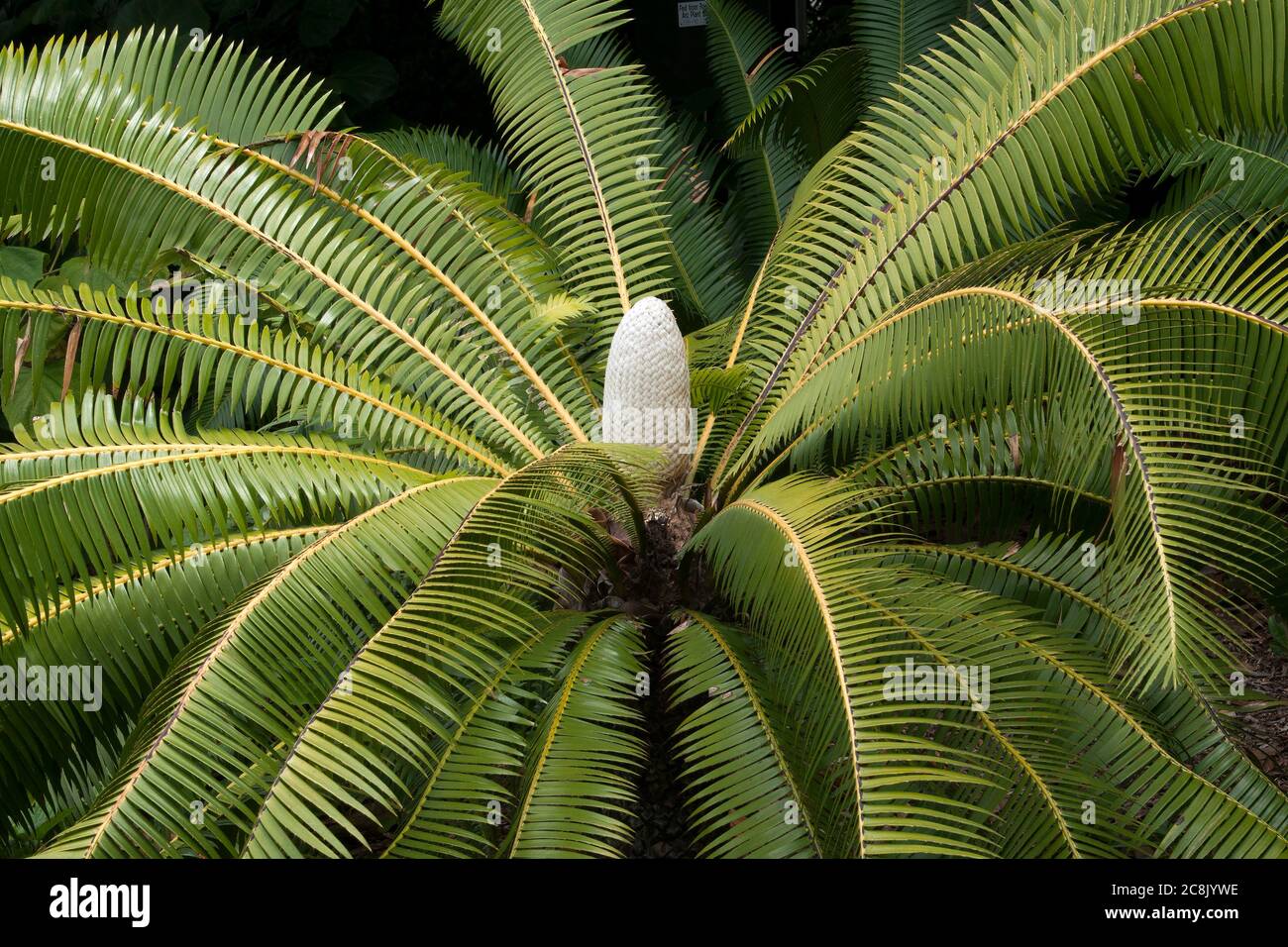 Dioon hi-res stock photography and images - Alamy