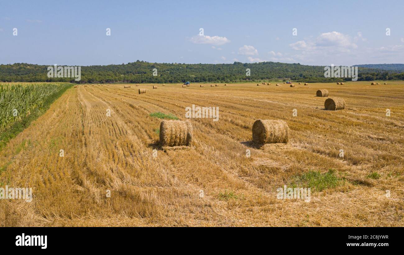 Agricultural field on which stacked straw haystacks after the wheat harvest, bordered by a ...