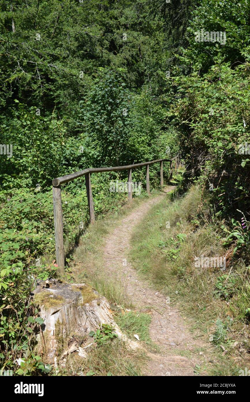 small forest path Stock Photo - Alamy