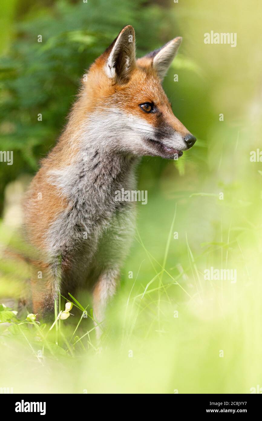 Fox in lush woodland in Greater Manchester Stock Photo - Alamy