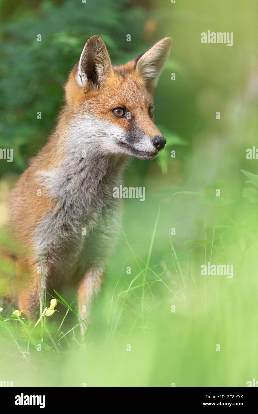 Manchester wildlife conservation hi-res stock photography and images ...