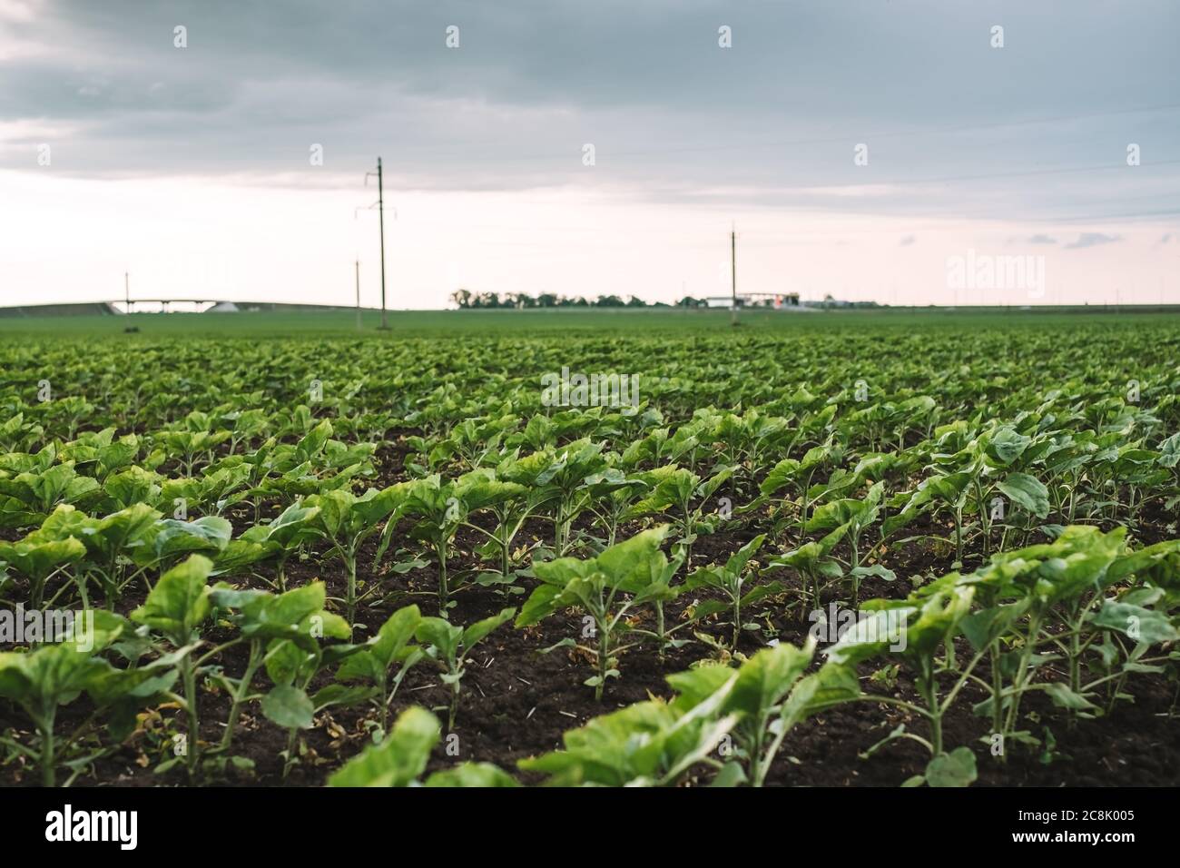 Field plantation with a growing young sunflower, agricultural industry ...