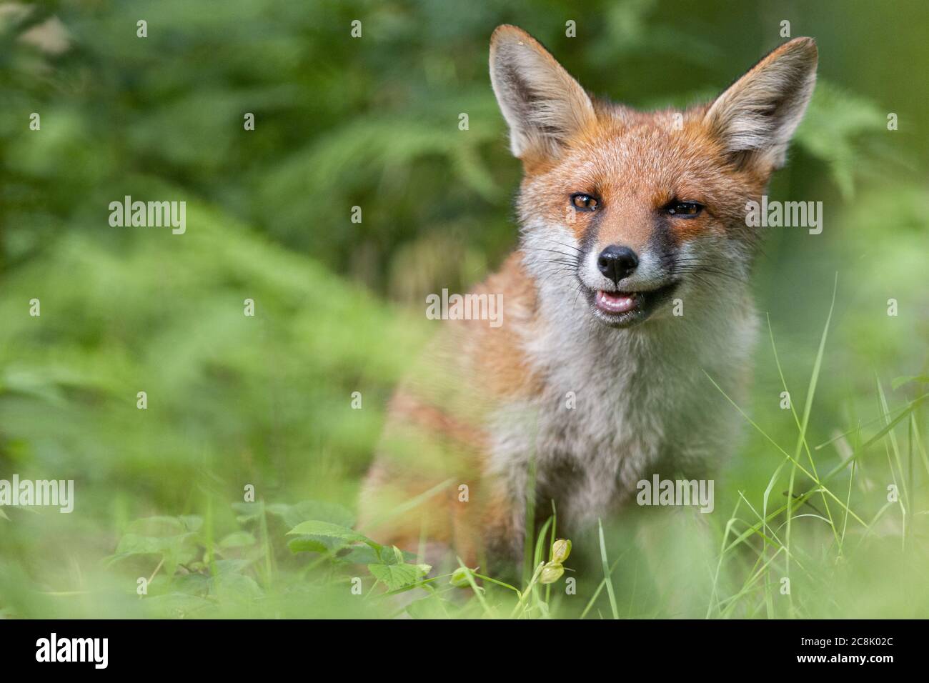 Manchester wildlife conservation hi-res stock photography and images ...