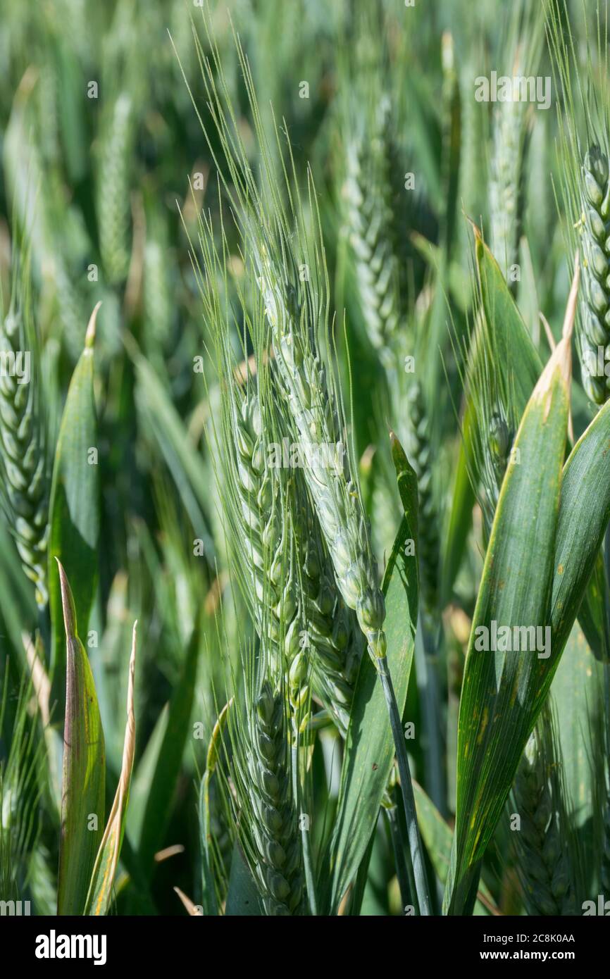 Wheat crop growing in Hampshire, UK Stock Photo - Alamy