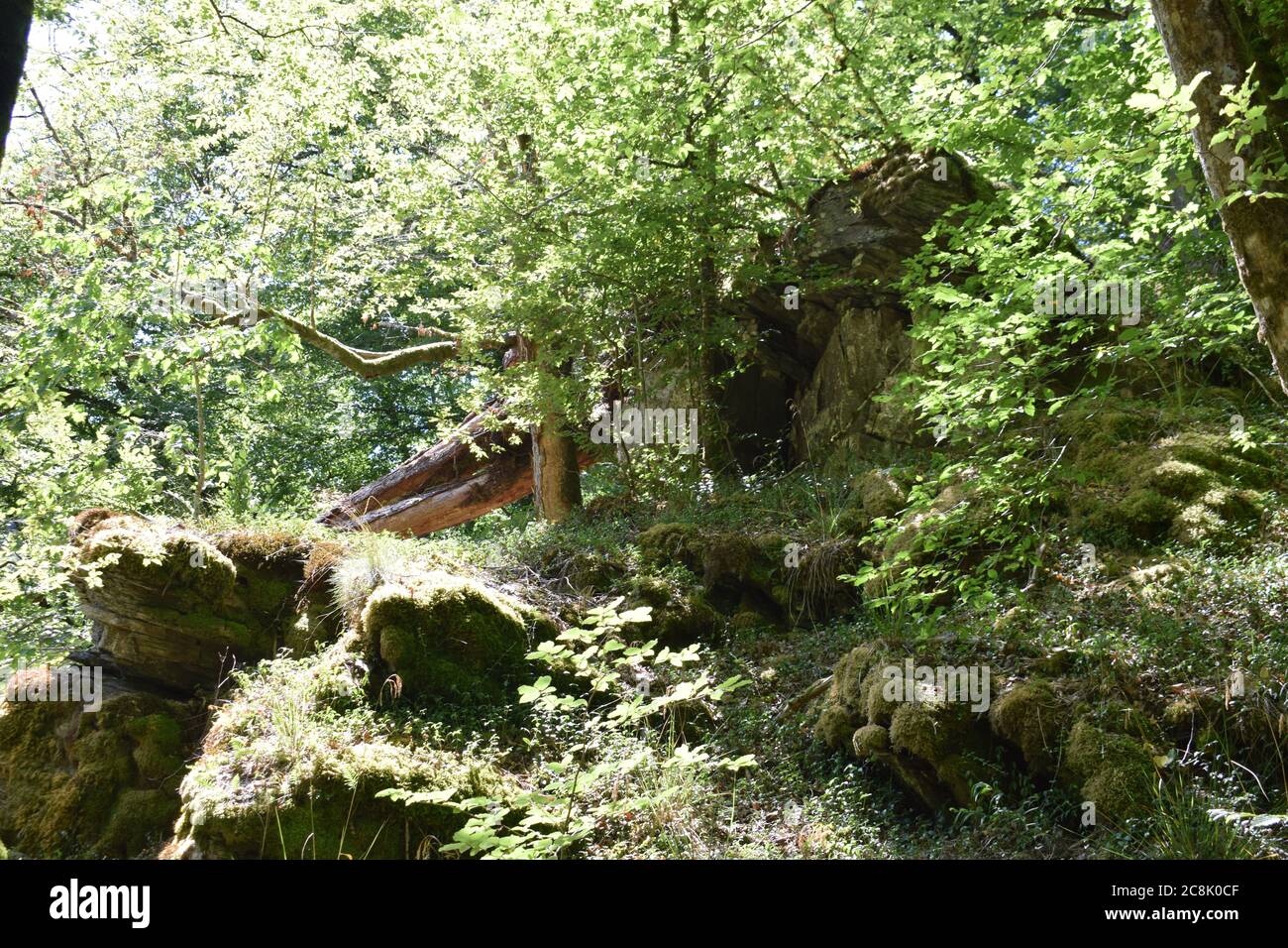 small forest path Stock Photo - Alamy