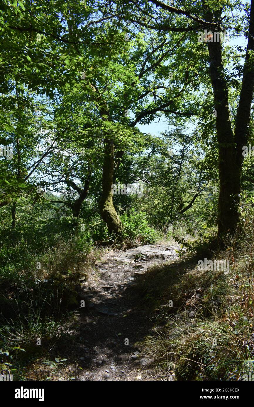 small forest path Stock Photo - Alamy