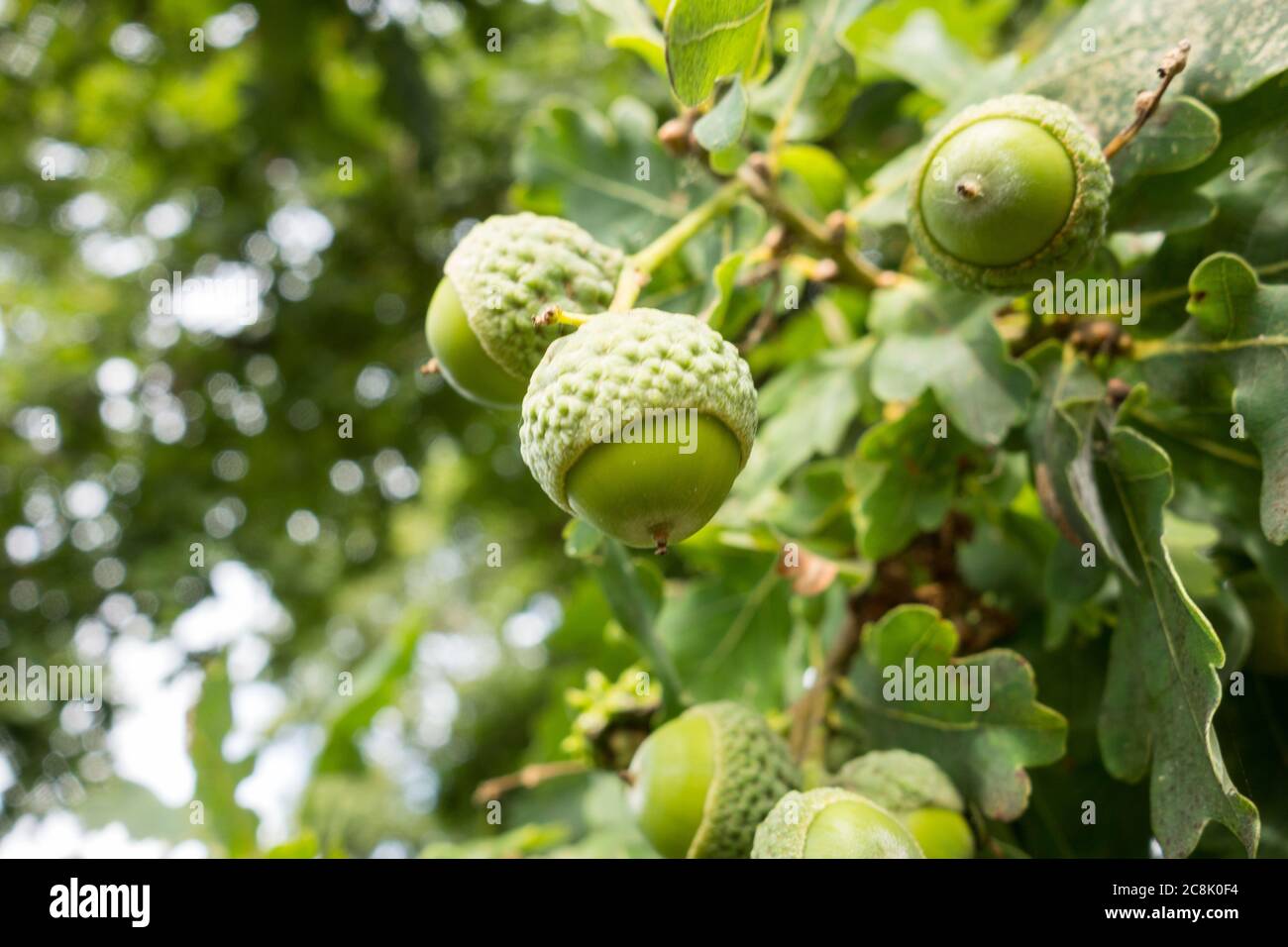 Closeup of young acorns on an English Oak Tree (Quercus robor Stock ...