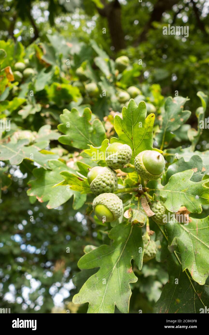 Closeup of young acorns on an English Oak Tree (Quercus robor Stock ...