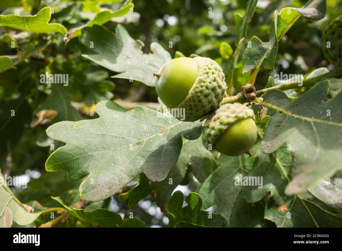 Acorns oak tree hi-res stock photography and images - Alamy