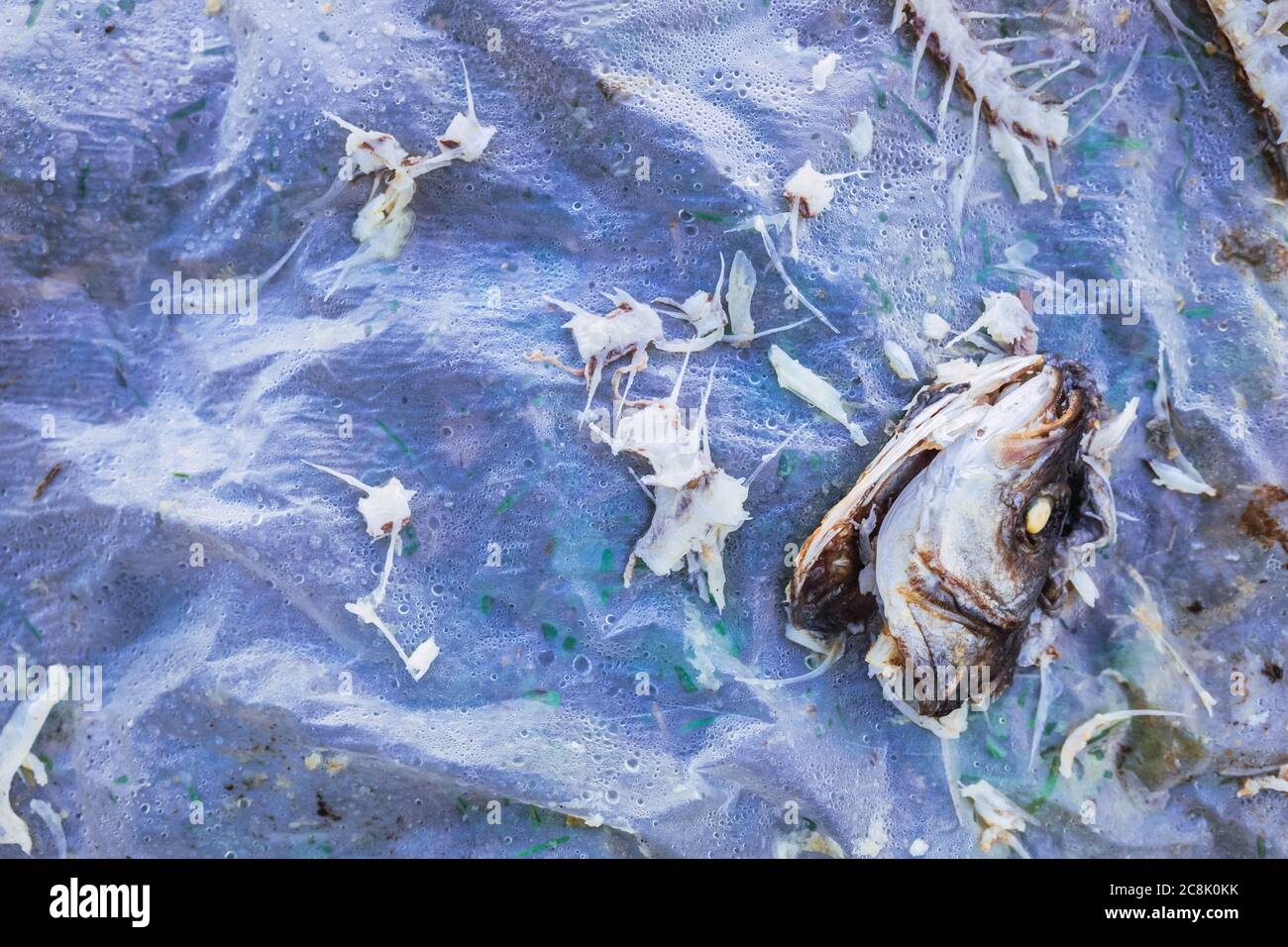 Rotten fish hi-res stock photography and images - Alamy