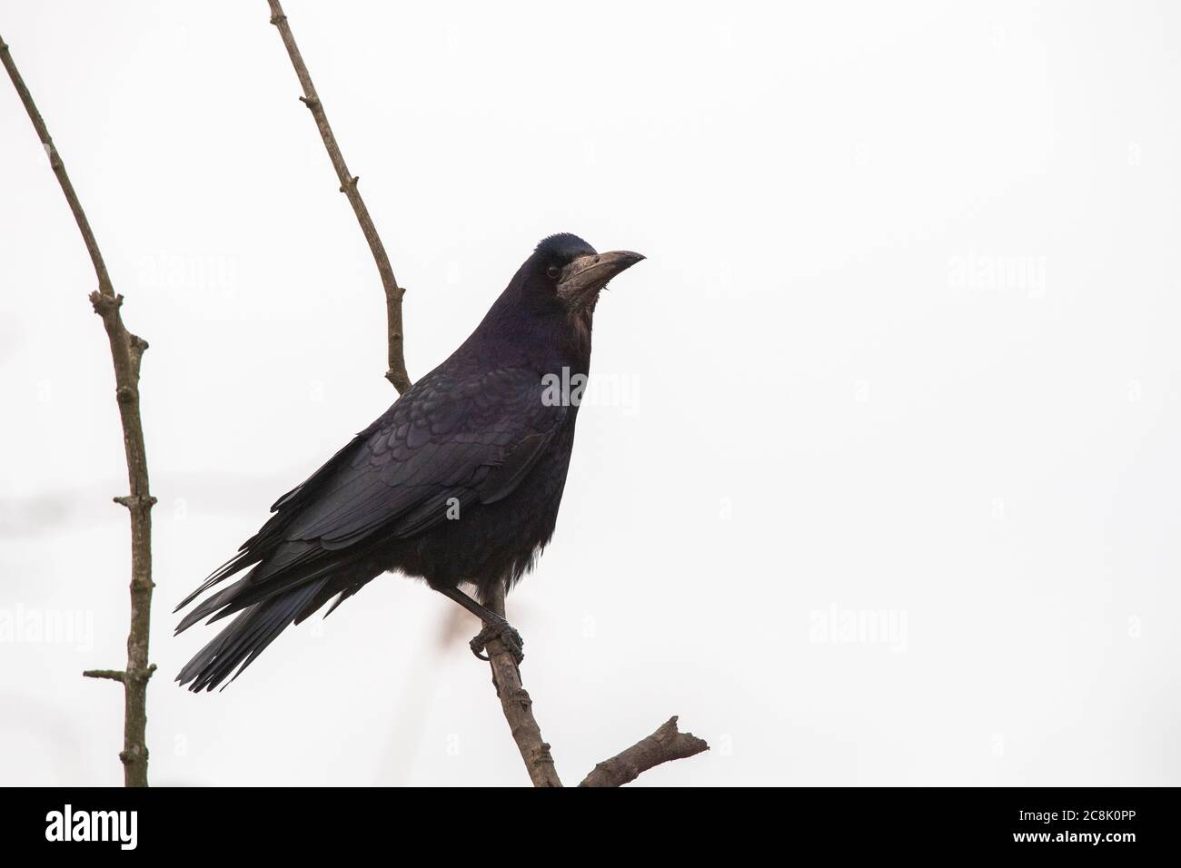 Rook perched on branch hi-res stock photography and images - Alamy
