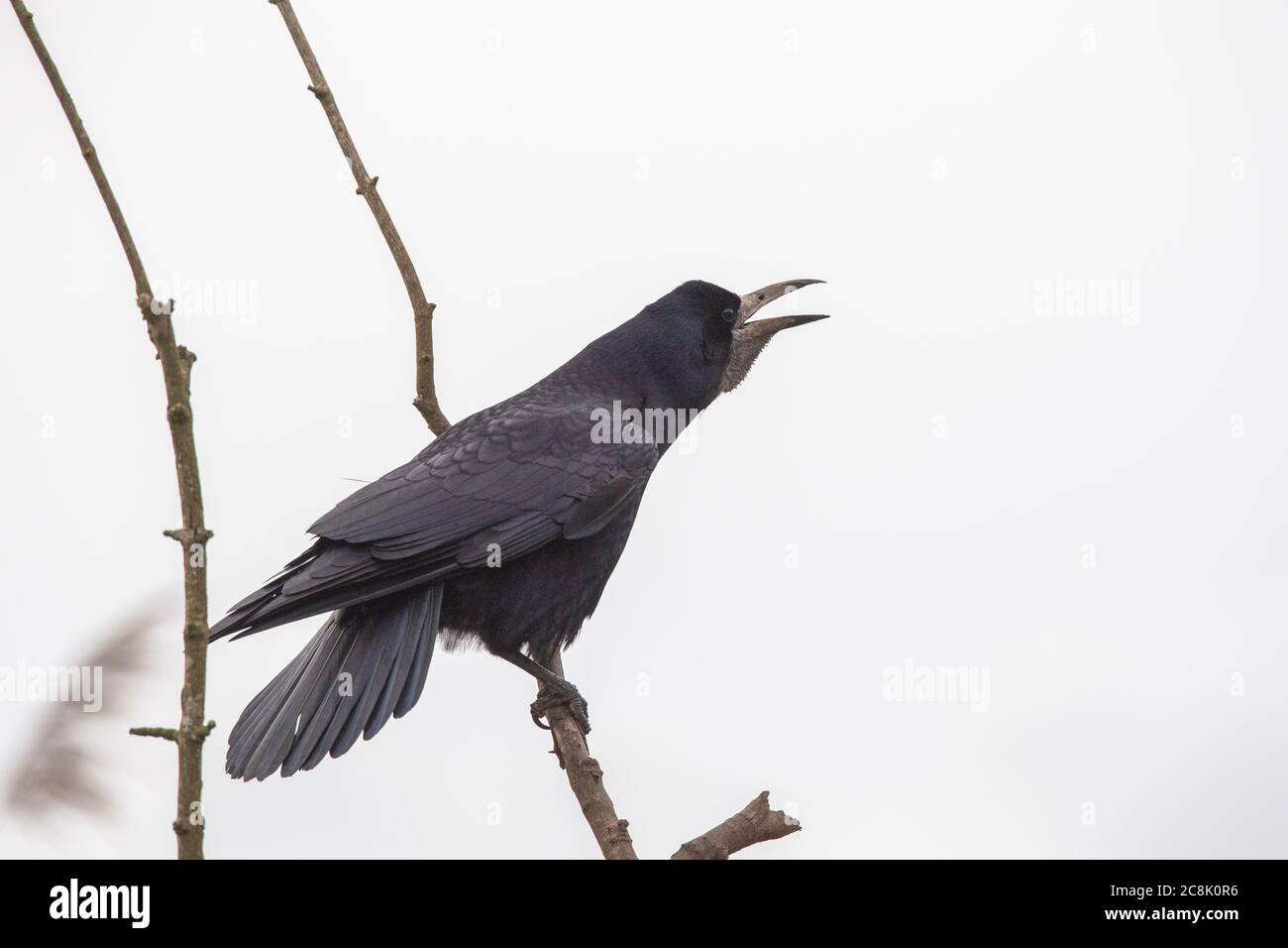Rook with open beak hi-res stock photography and images - Alamy