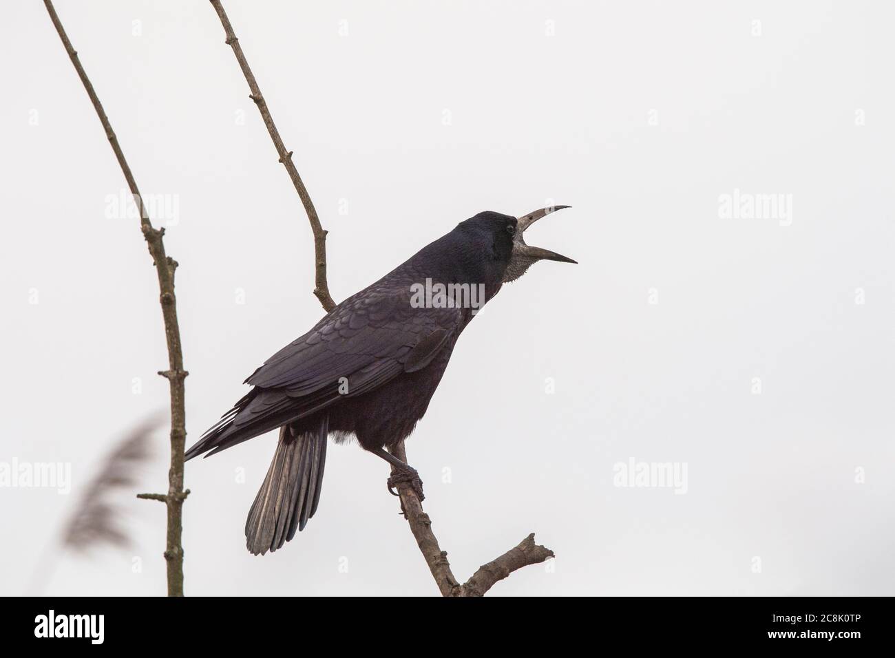BIRD. ROOK, perched on branch calling, beak open. UK Stock Photo - Alamy