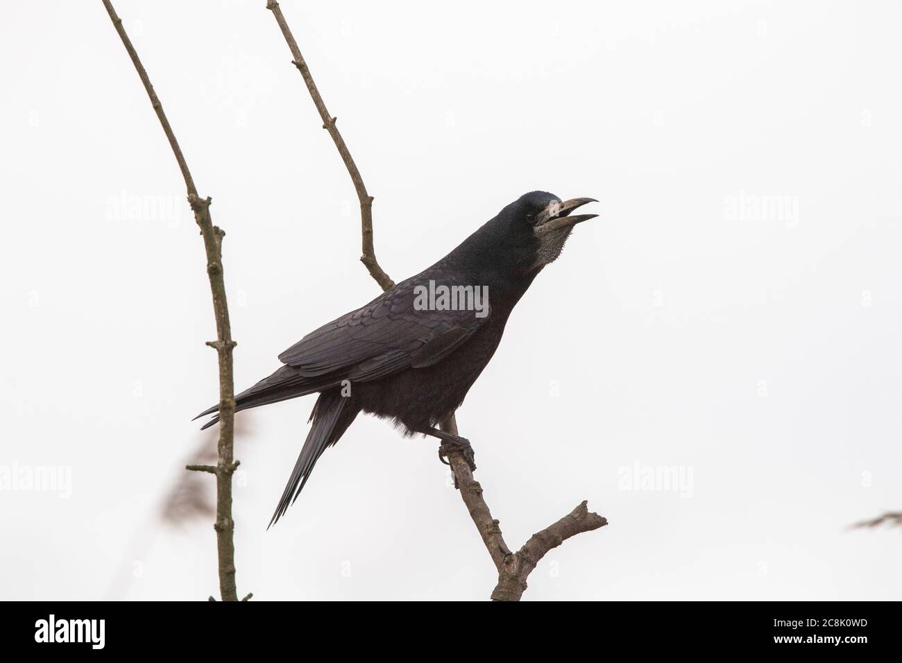 Rook with open beak hi-res stock photography and images - Alamy
