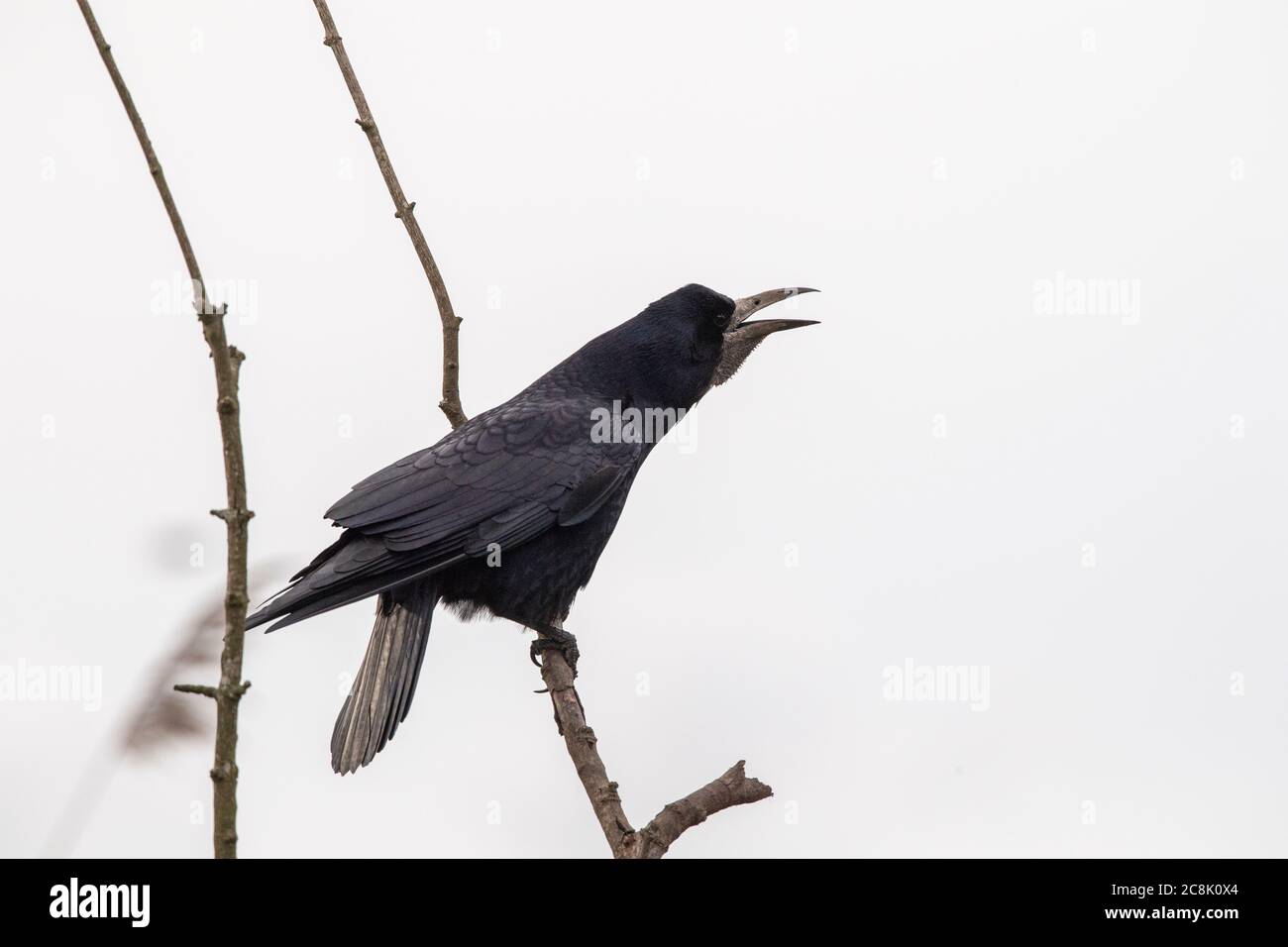 Rook with open beak hi-res stock photography and images - Alamy