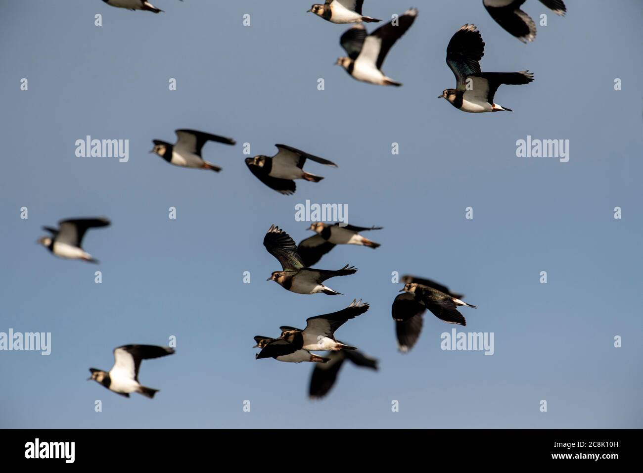 BIRD, LAPWING, (PEEWIT ) large flock in flight over farmland, west ...