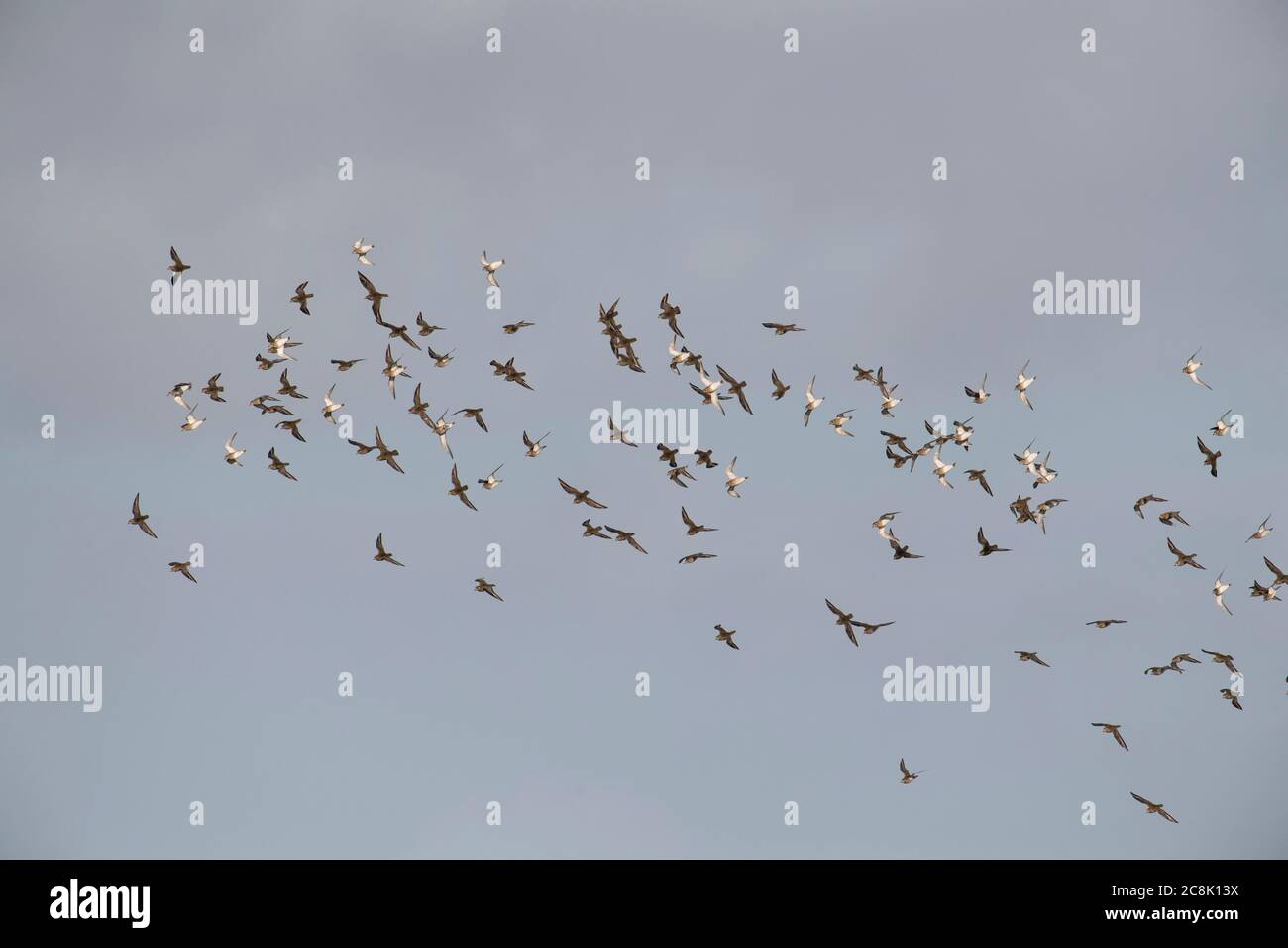 Golden plover flock in flight uk hi-res stock photography and images ...
