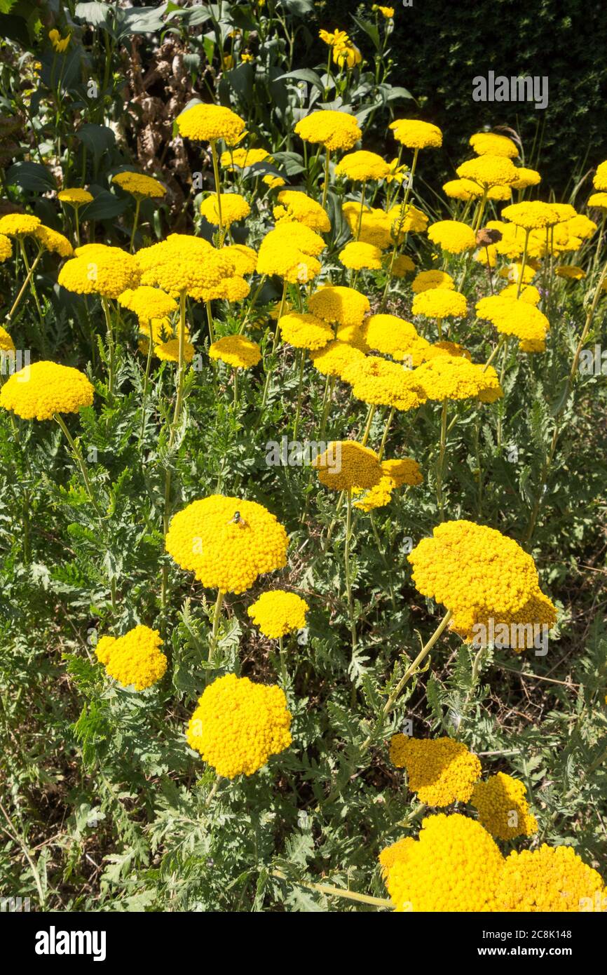 Closeup of bright yellow Fernleaf Yarrow (achillea filipendulina Stock ...