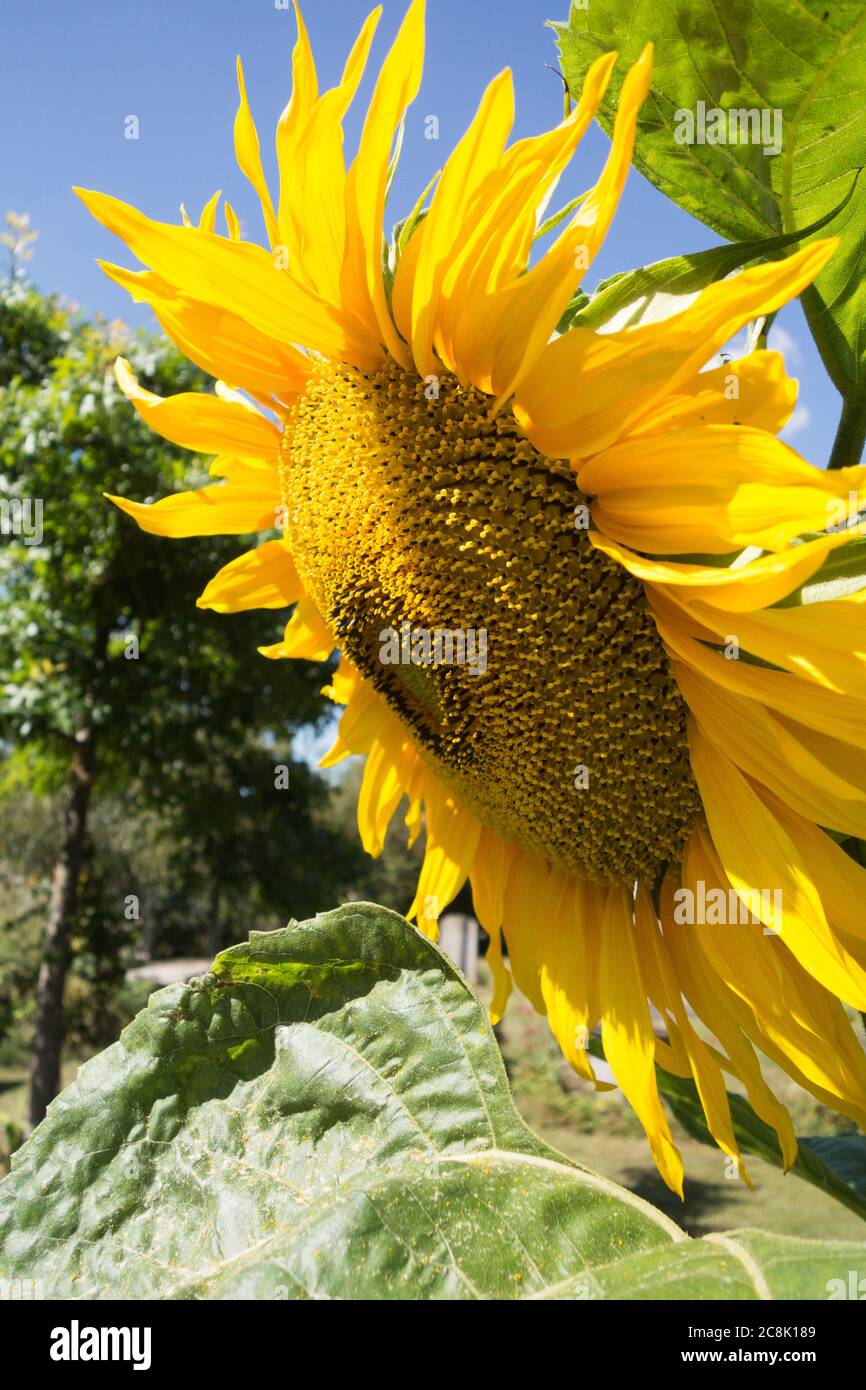 Closeup of a bright yellow Helianthus sunflower Stock Photo - Alamy