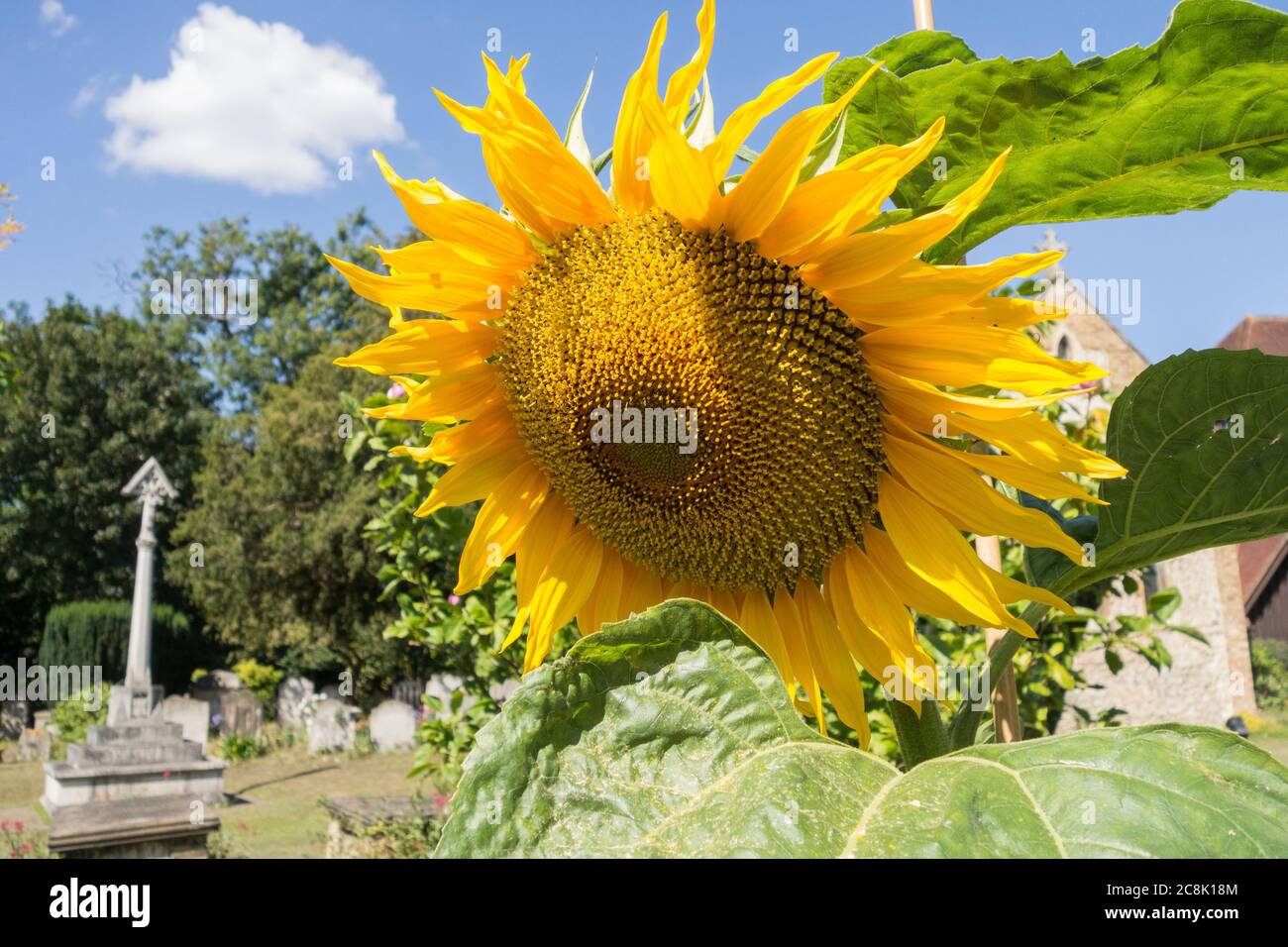 Yellow ray florets sunflower hi-res stock photography and images - Alamy