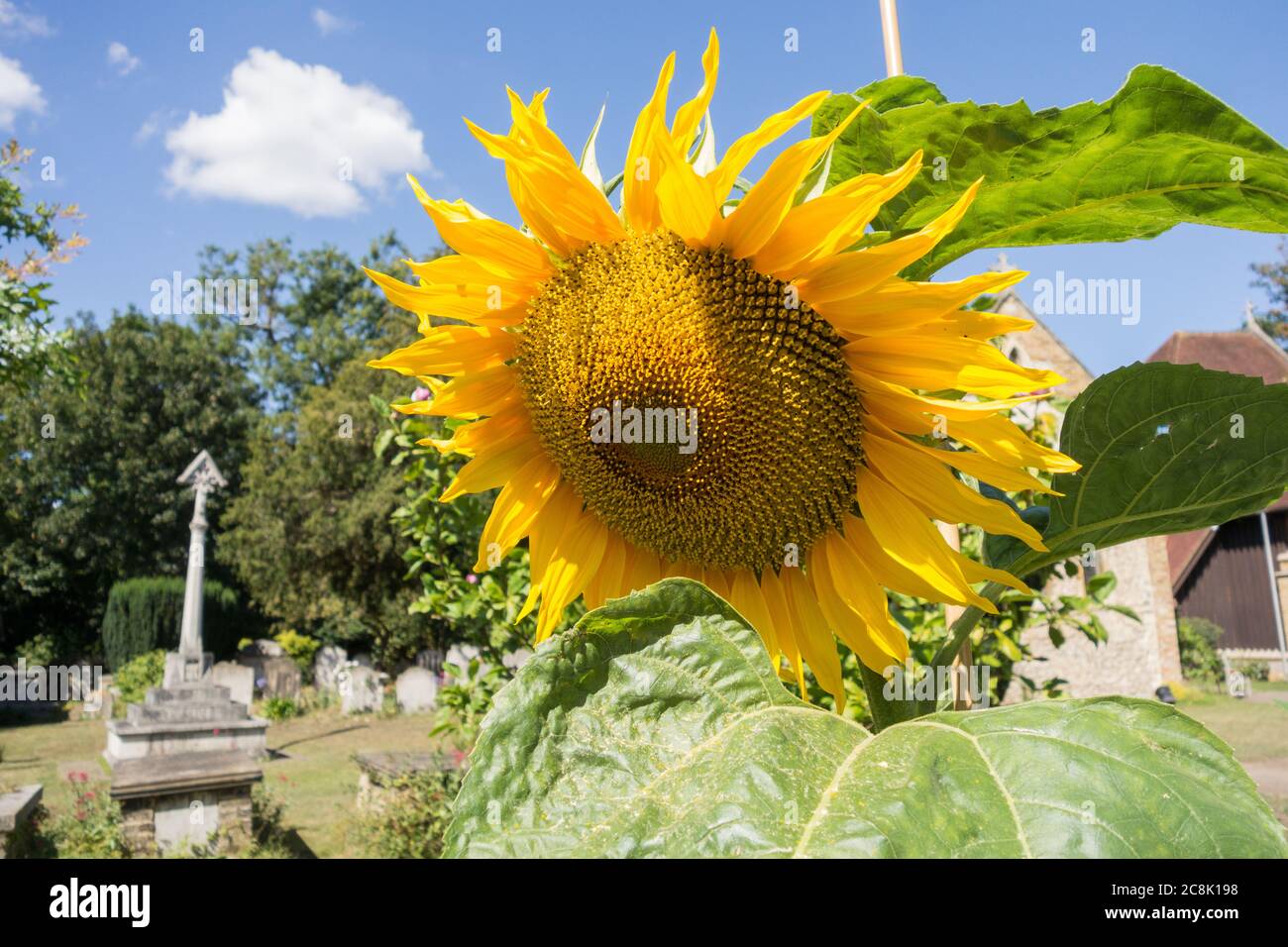 Closeup of a bright yellow Helianthus sunflower Stock Photo - Alamy