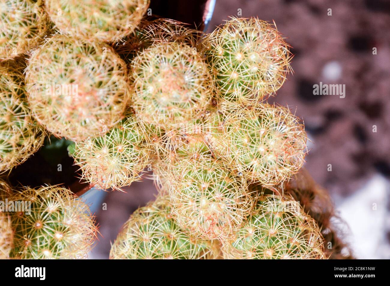 Photo Picture of a Tropical Cactus Texture Background Stock Photo - Alamy