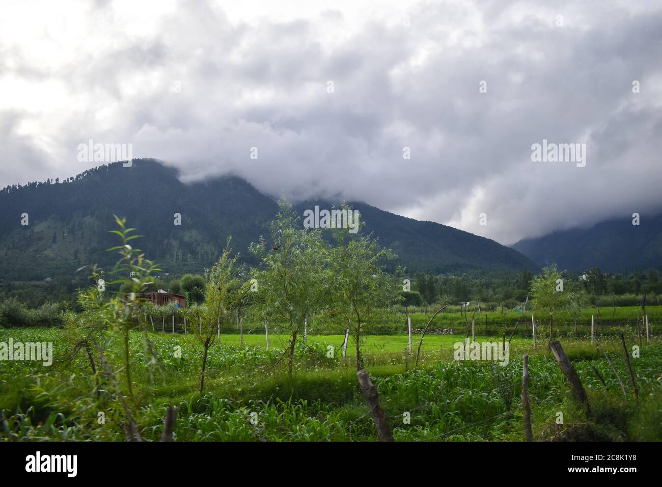 Beautiful view of hills and paddy fields at Kashmir valley India Stock ...