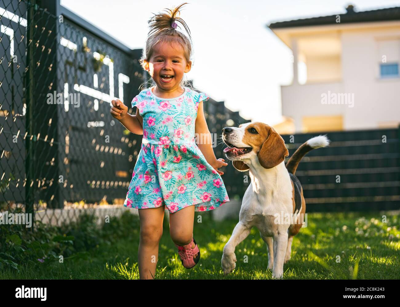 Baby girl running with beagle dog in backyard in summer day. Domestic ...