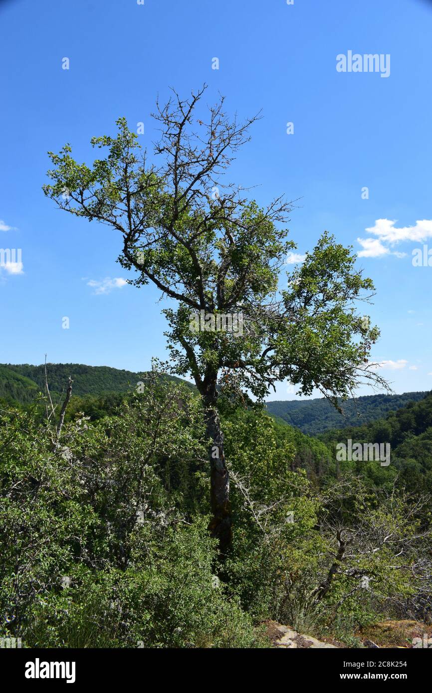 single tree on a huge rock Stock Photo - Alamy