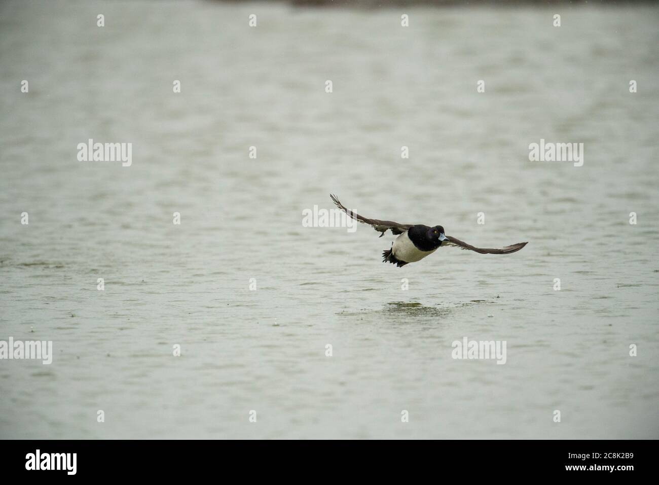 Flying tufted duck uk hi-res stock photography and images - Alamy