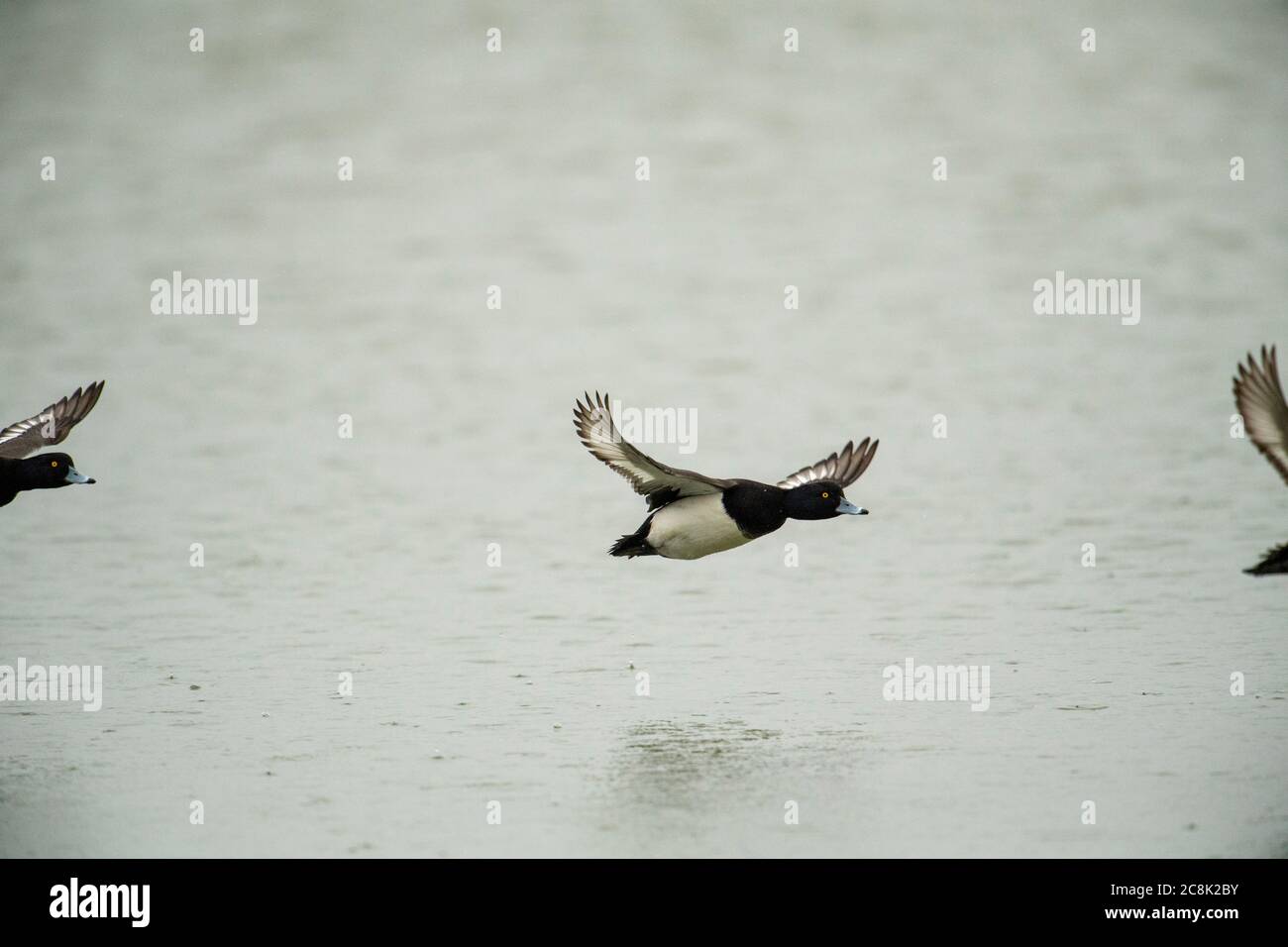 DUCK, Tufted duck, flying low over water, winter, west country, UK ...
