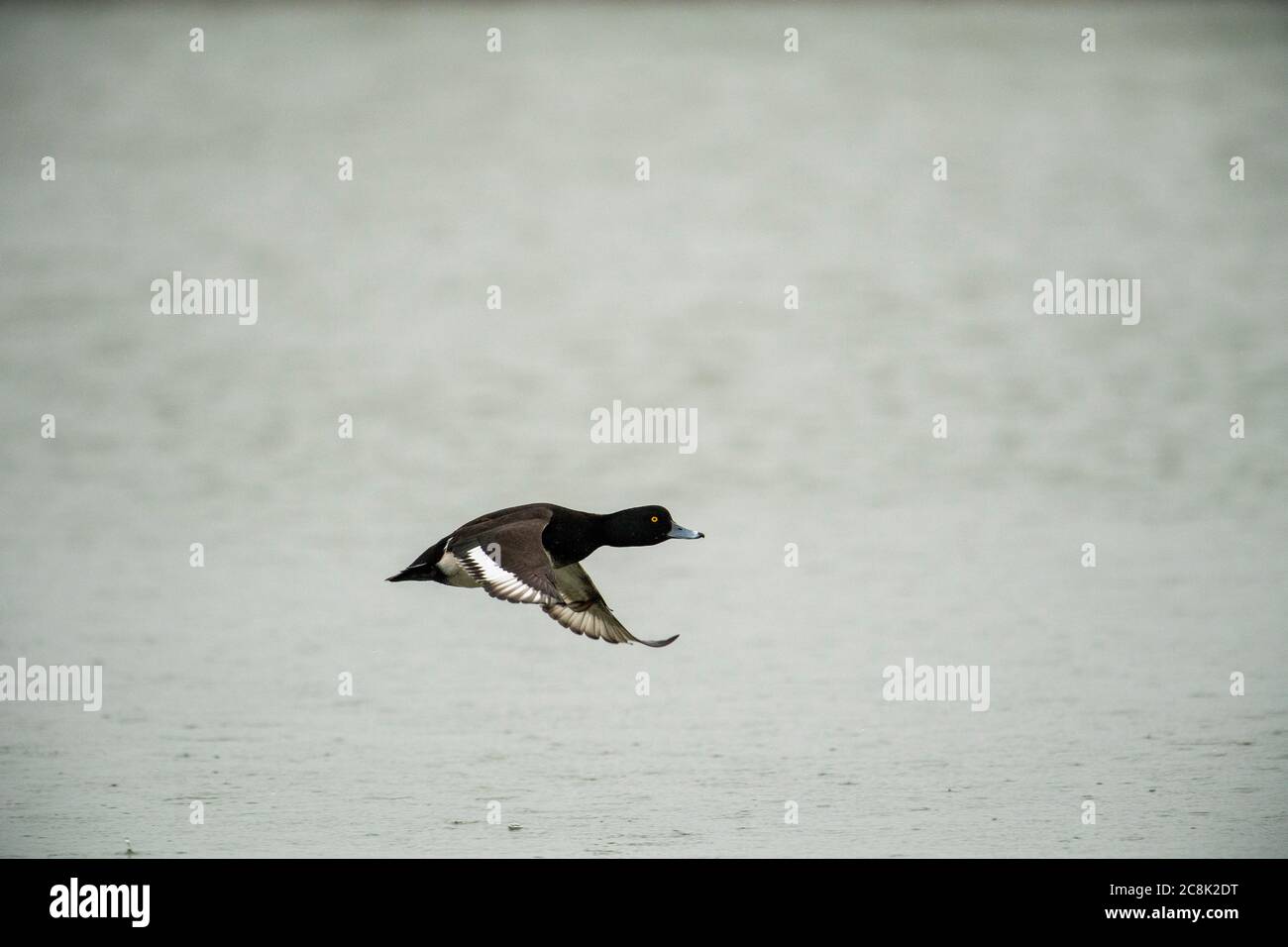 DUCK, Tufted duck, flying low over water, winter, west country, UK ...