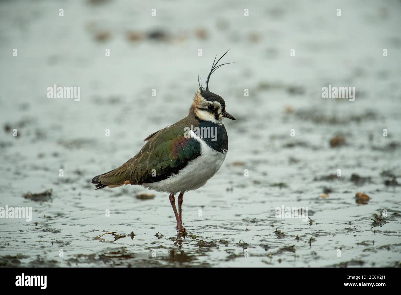 BIRD, LAPWING, (PEEWIT ) standing in water, in rain, rain drops on its ...