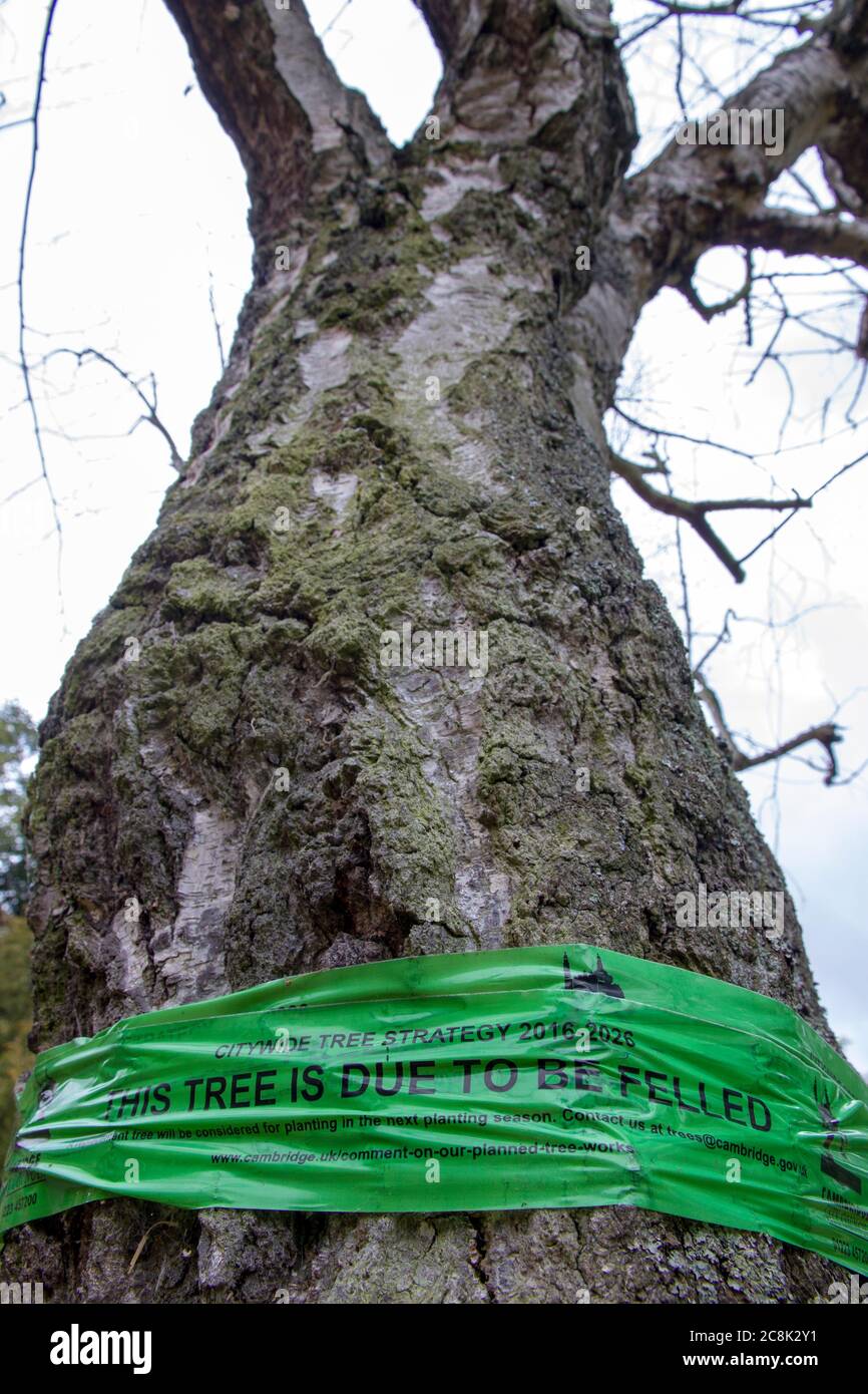tree felling Cambridge Stock Photo - Alamy