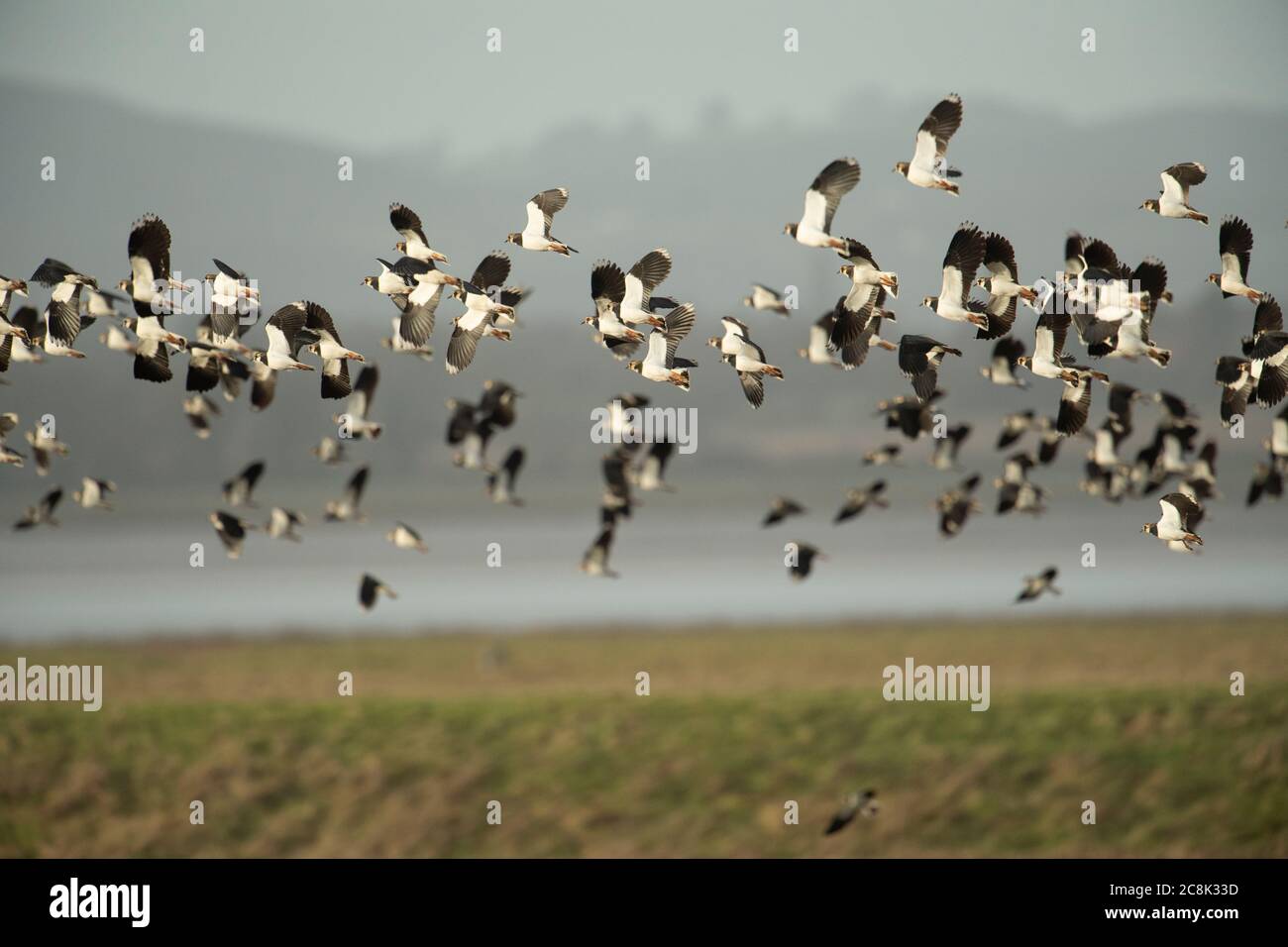 BIRD, LAPWING, (PEEWIT ) large flock in flight over farmland, west ...