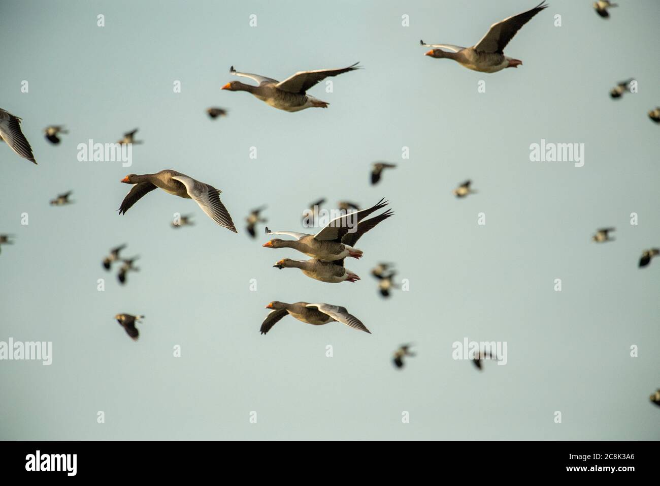 GREYLAG GOOSE, GEESE, in flight, winter, west country UK Stock Photo ...