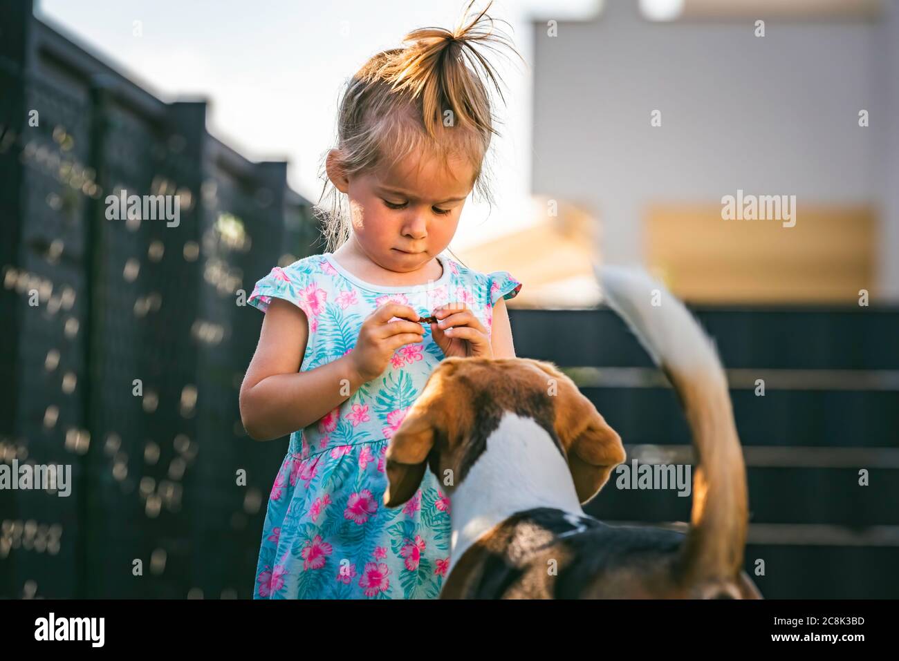 Baby girl running with beagle dog in backyard in summer day. Domestic ...