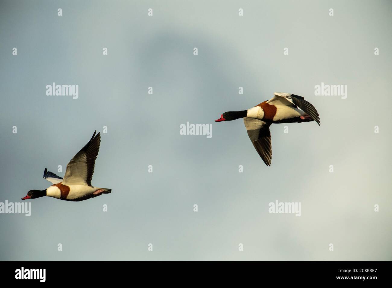 Pair of shellduck hi-res stock photography and images - Alamy