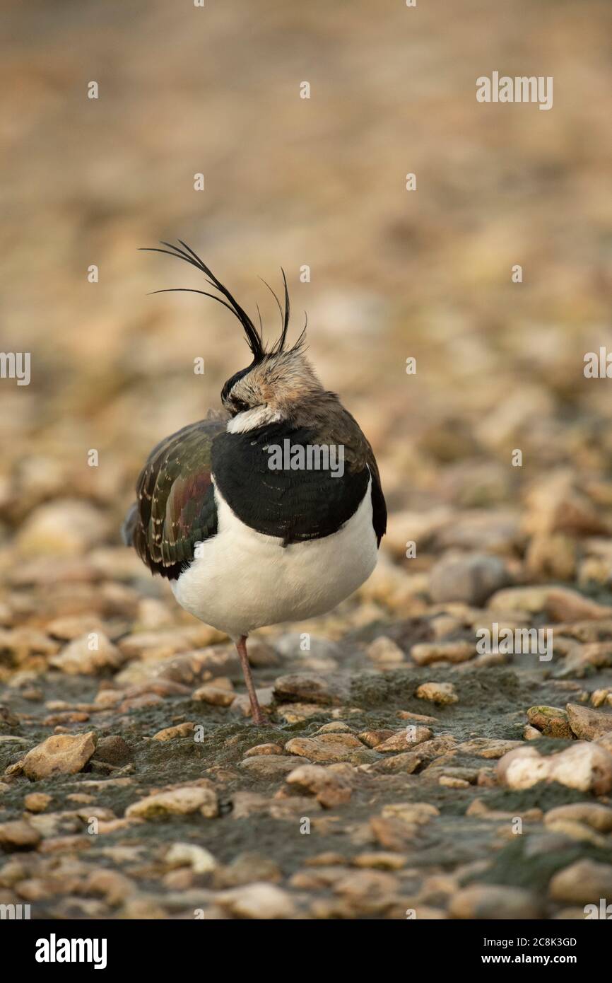Resting on gravel hi-res stock photography and images - Alamy